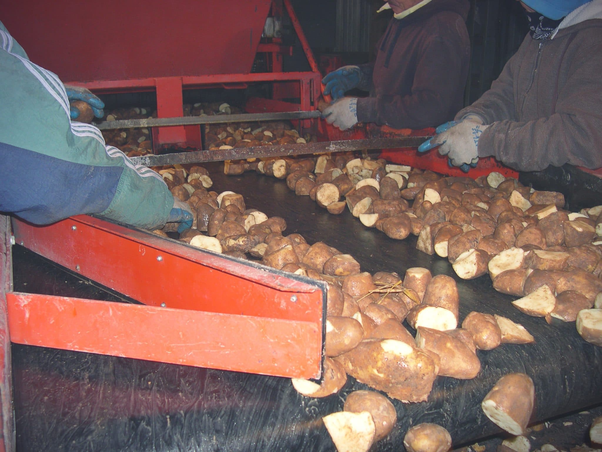 Cutting Potato Seed: The first step on the road to delicious potatoes ...