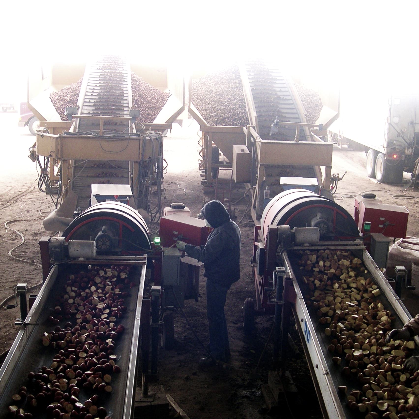 Cutting Potato Seed: The first step on the road to delicious potatoes ...