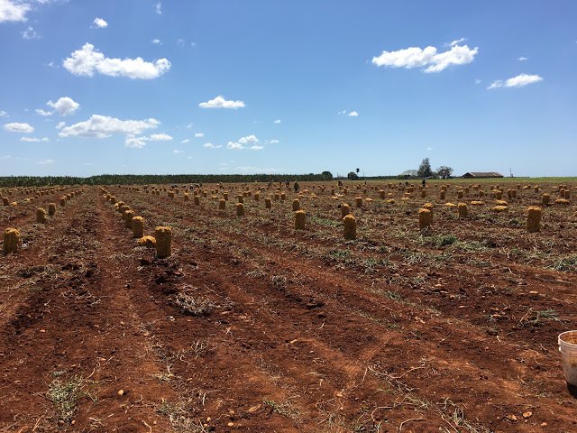 Diaz Travels to Cuba to Represent Colorado Potatoes - Colorado Potato